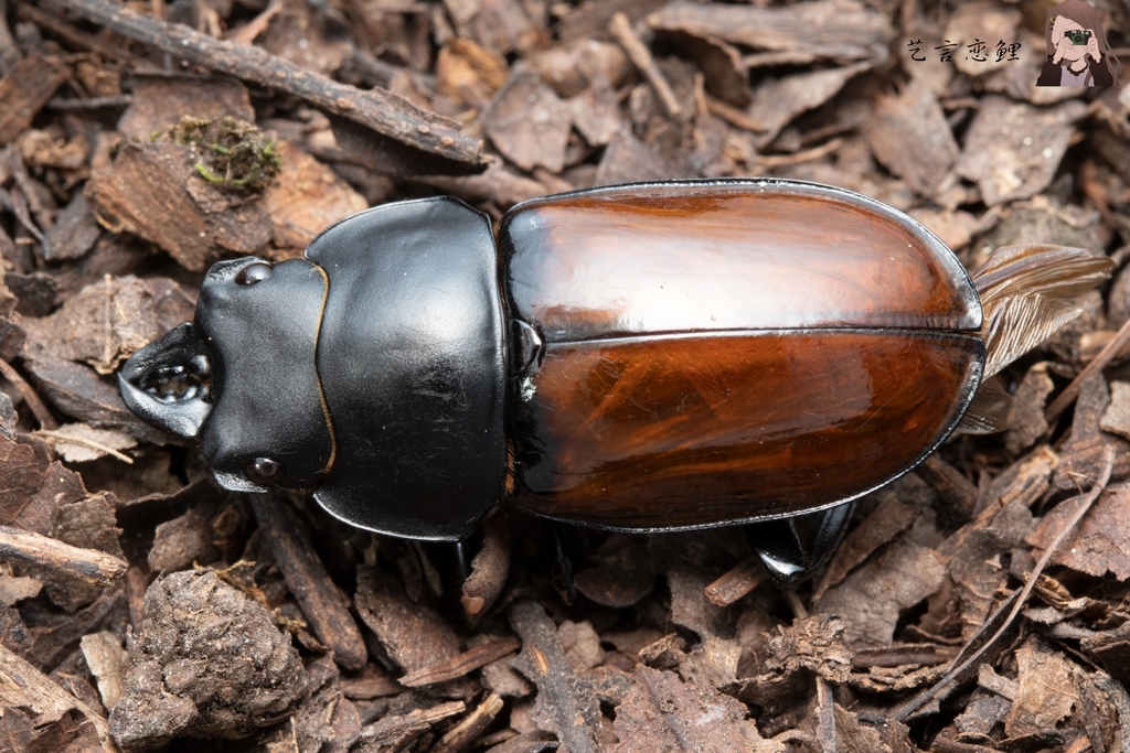 Neolucanus castanopterus from 亚东县 on August 7, 2023 by 张艺言 · iNaturalist