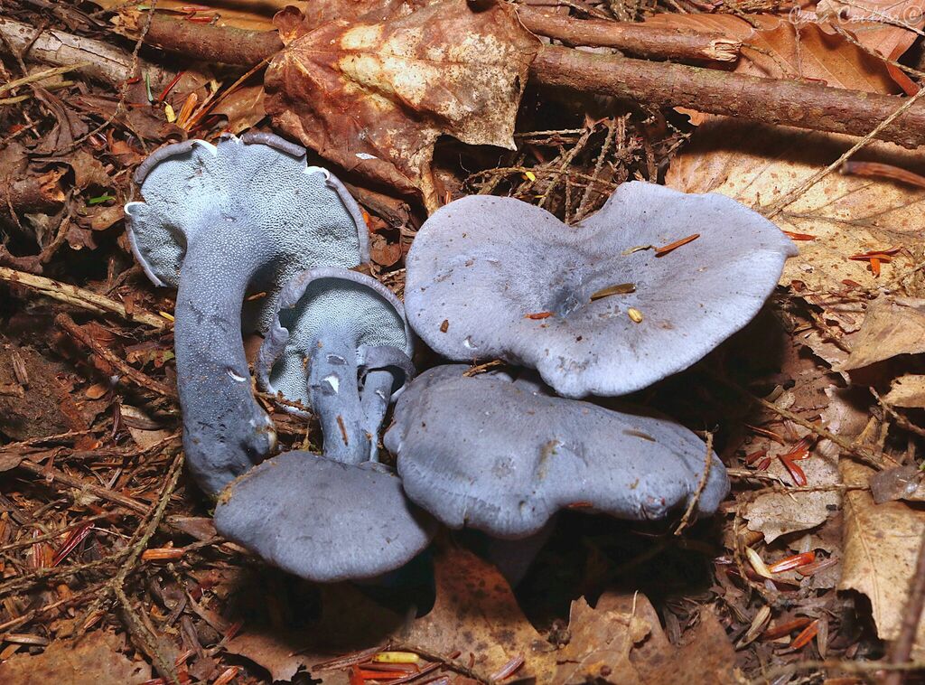 blue polypore in September 2023 by Cara Coulter · iNaturalist