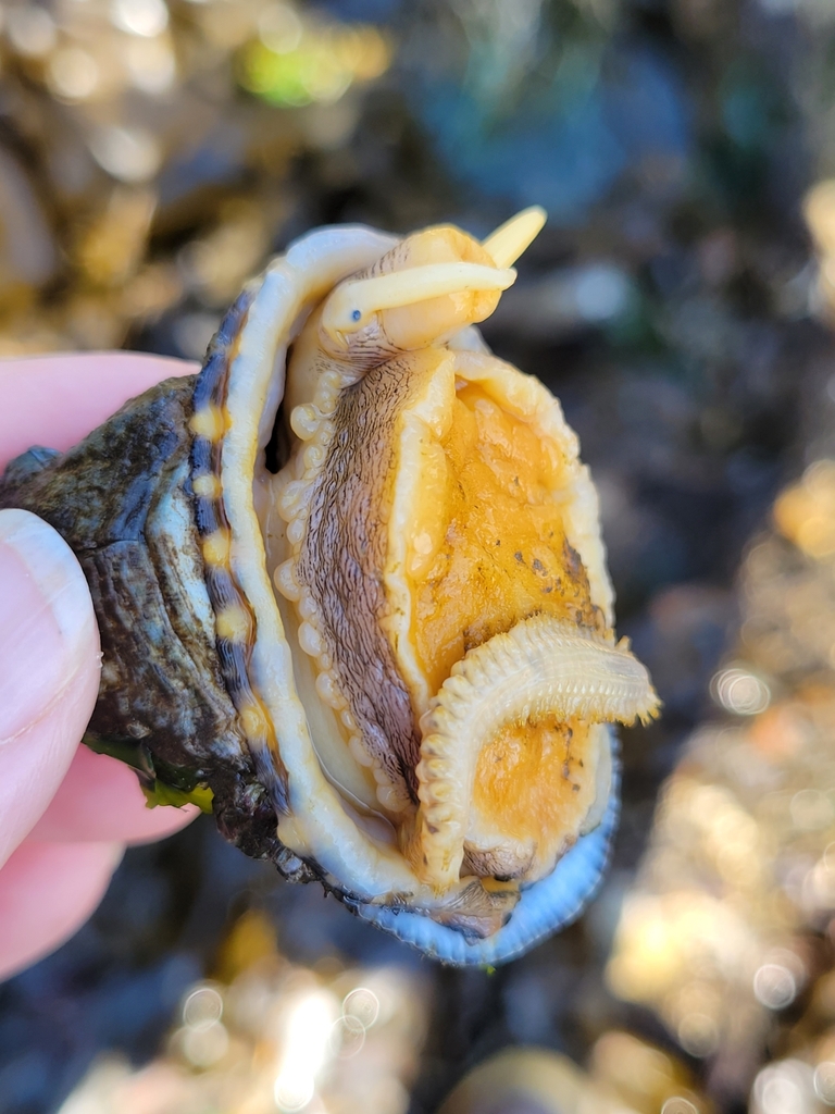 Rough Keyhole Limpet from Clallam County, WA, USA on July 5, 2023 at 11 ...