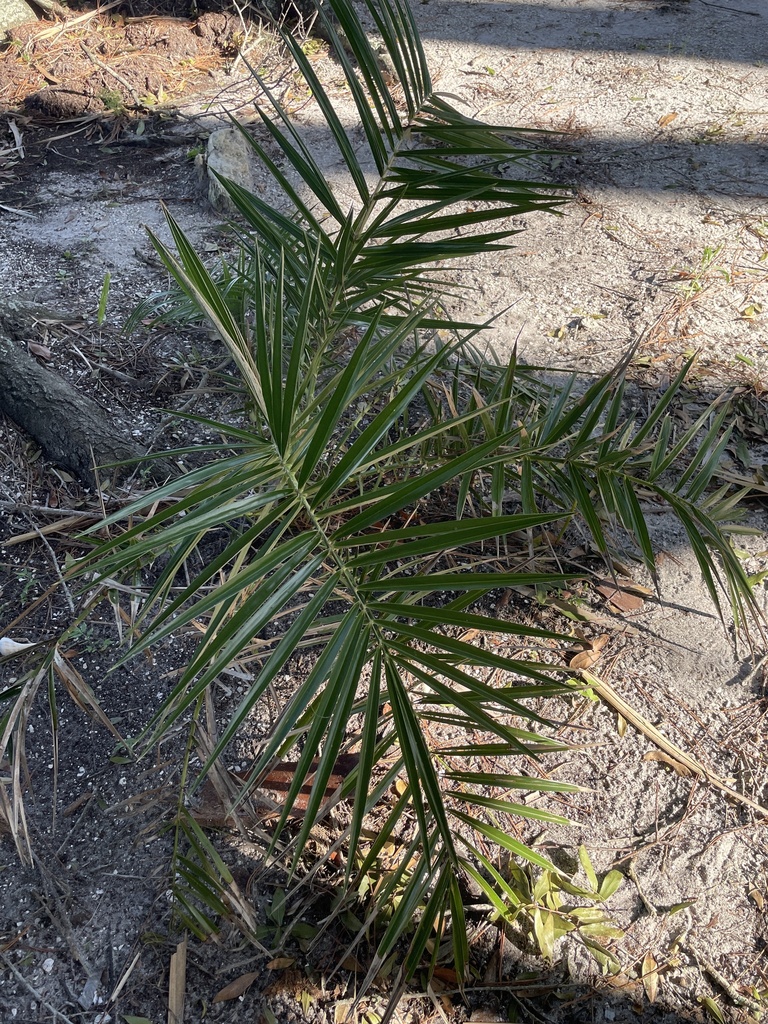 date palms from Caples Dr, Sarasota, FL, US on September 5, 2023 at 09: ...