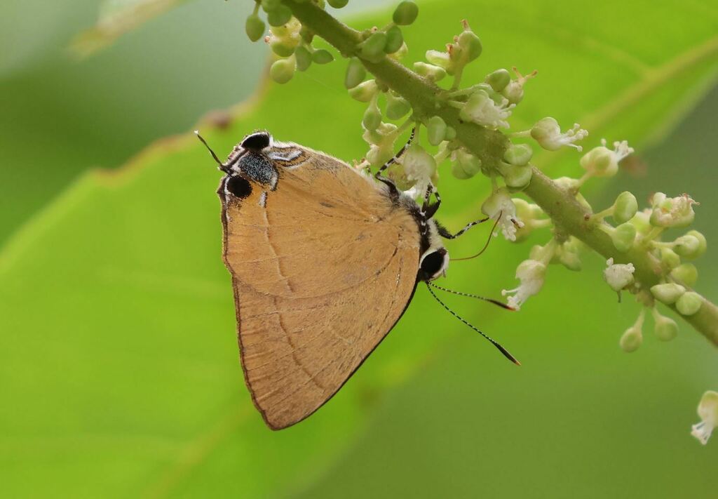 Malay Red Flash from North Eastern Islands, Singapore on September 5 ...