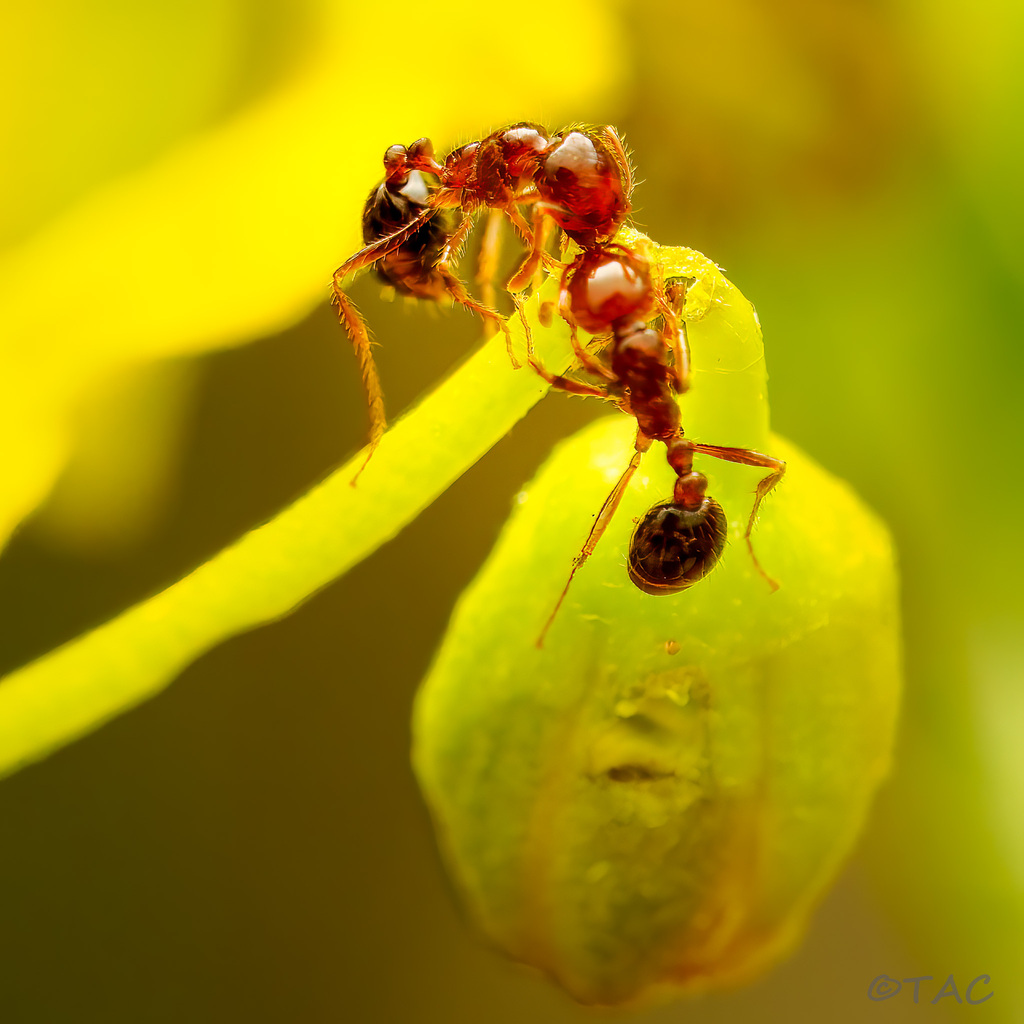 Red Imported Fire Ant from Travis County, TX, USA on September 1, 2023 ...