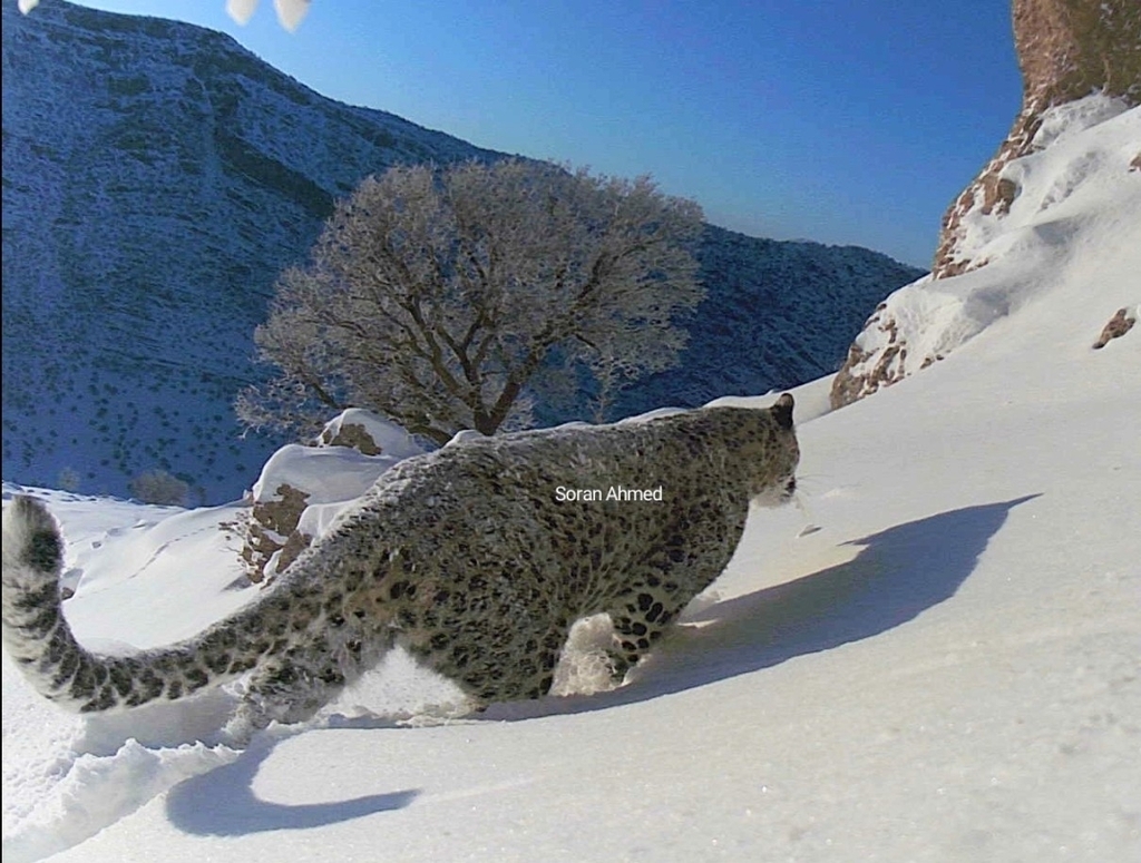 Persian Leopard (Panthera pardus tulliana) - Know Your Mammals