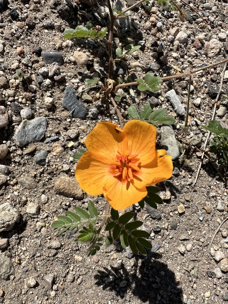 Arizona poppy from N Johnson Rd, Dragoon, AZ, US on September 4, 2023 ...