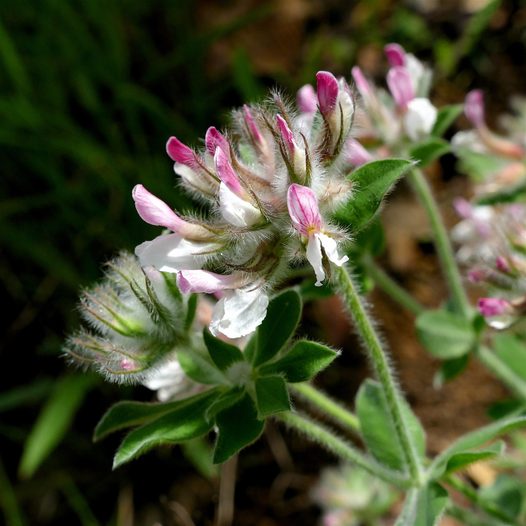 Hairy Canary-clover from Sant'Apollinare, Sori, GE, Italia on May 20 ...
