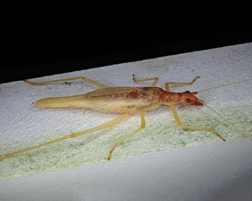 Two-spotted Tree Cricket from Salem, NH 03079, USA on September 5, 2023 ...