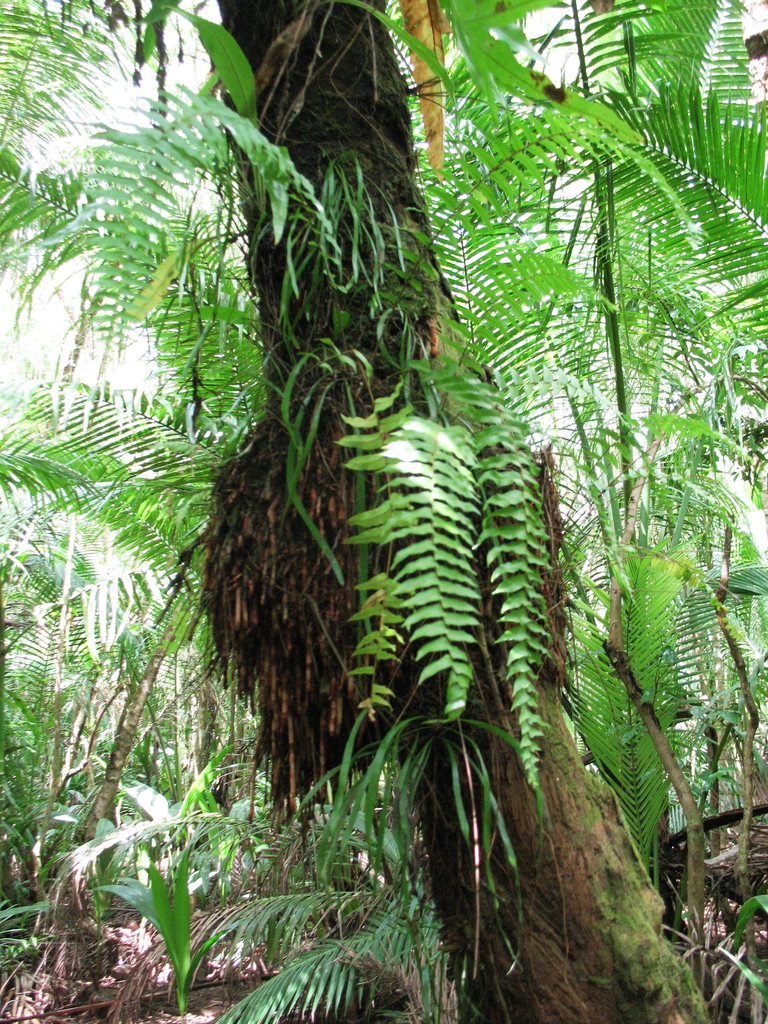 Haplopteris ensiformis from Guam on February 17, 2008 at 08:25 PM by ...