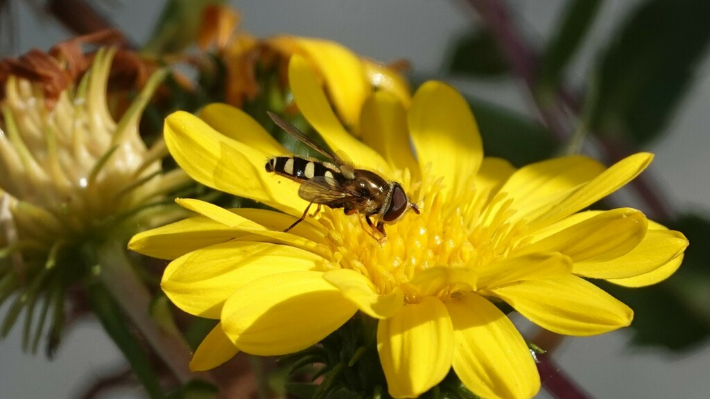 Common Flower Flies from Nanaimo, BC, Canada on September 4, 2023 by ...