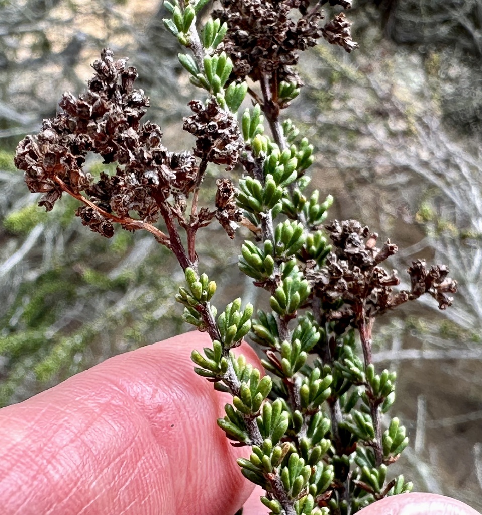 Southern chamise from Lynwood Dr, Encinitas, CA, US on September 3 ...