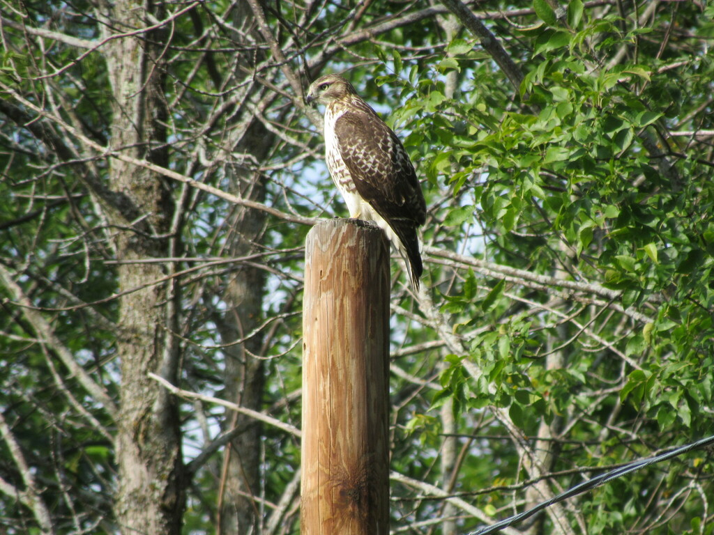 Red-tailed Hawk from Highgate, VT, USA on September 2, 2023 at 09:33 AM ...