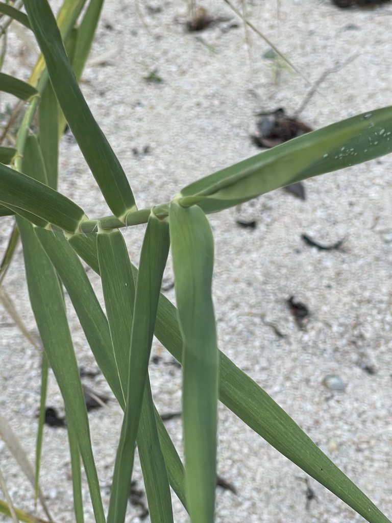 common reed from La Paz, BCS, Mexico on September 3, 2023 at 05:19 PM ...