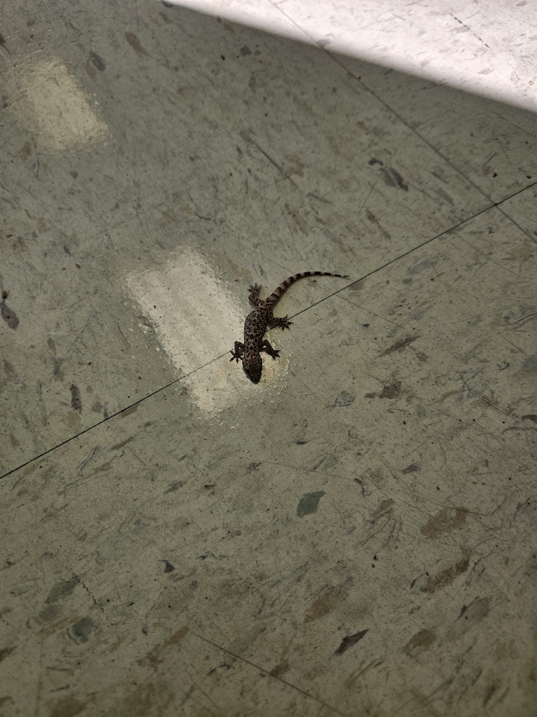 Mediterranean House Gecko from University Park, TX, USA on September 2 ...