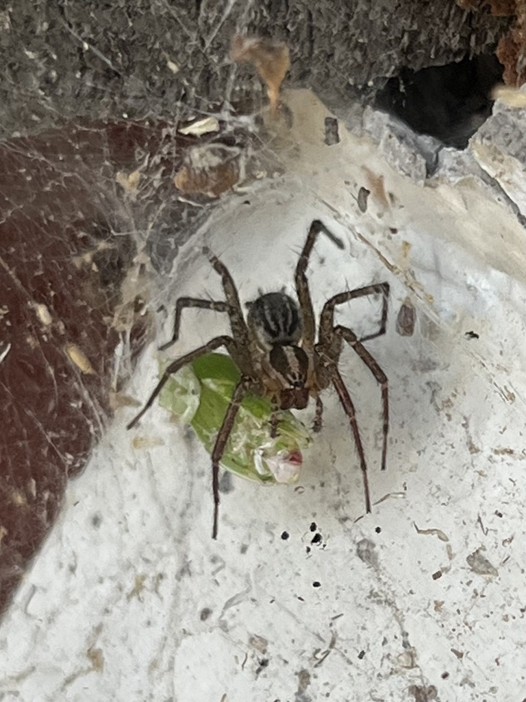 Grass Spiders from W 32nd St, Cleveland, OH, US on September 5, 2023 at ...