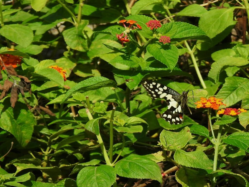 Butterflies and Moths from Ridge Rd, Simla Nagar, Malabar Hill, Mumbai ...
