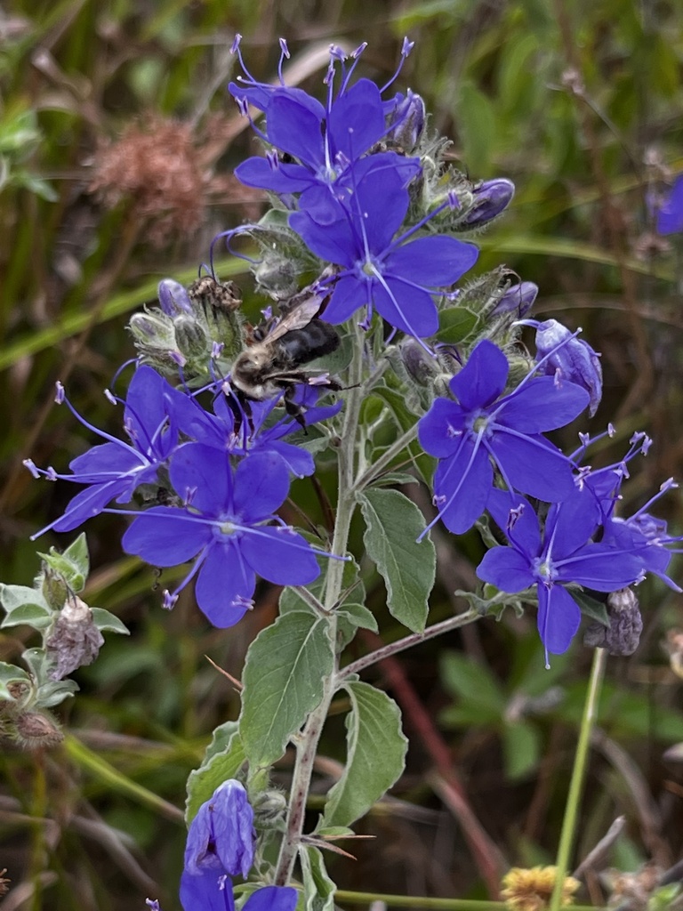 blue waterleaf from Hattiesburg-Laurel Regional Airport, Moselle, MS ...