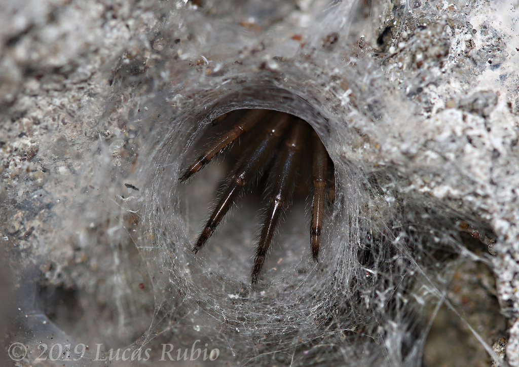 Tube-web Spiders from Mar del Tuyú, Buenos Aires, Argentina on February ...