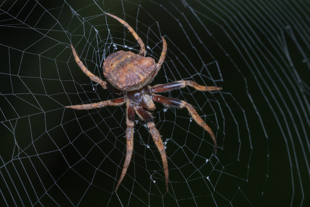 Twig Spiders from Yio Chu Kang, Singapore on September 5, 2023 at 09:17 ...
