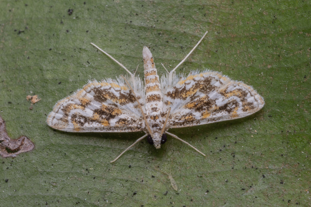 Hydrilla Leafcutter Moth from Yio Chu Kang, Singapore on September 5 ...