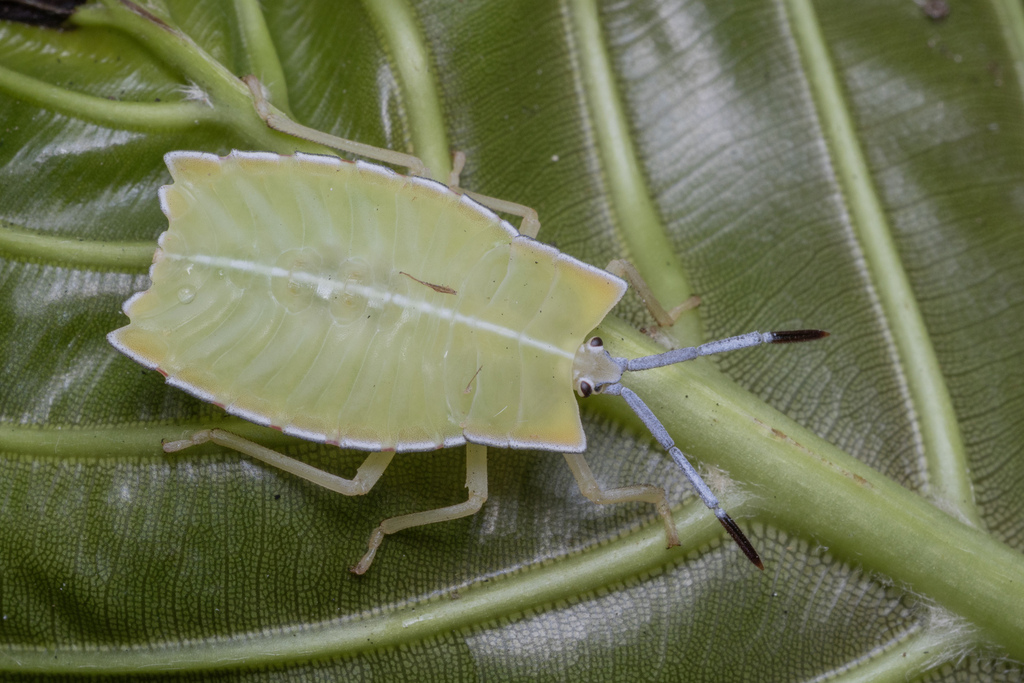 Giant Shield Bug from Yio Chu Kang, Singapore on September 5, 2023 at ...