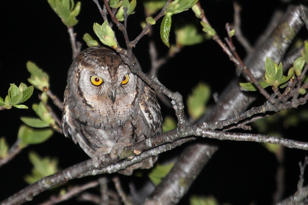 Autillo (Vertebrados dels Espais Naturals del Delta del Llobregat ...