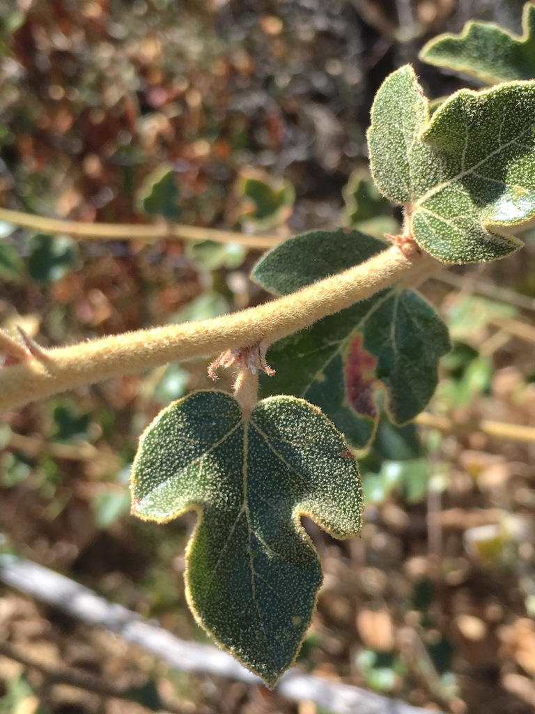 California flannelbush from Contra Costa County, CA, USA on September 4 ...
