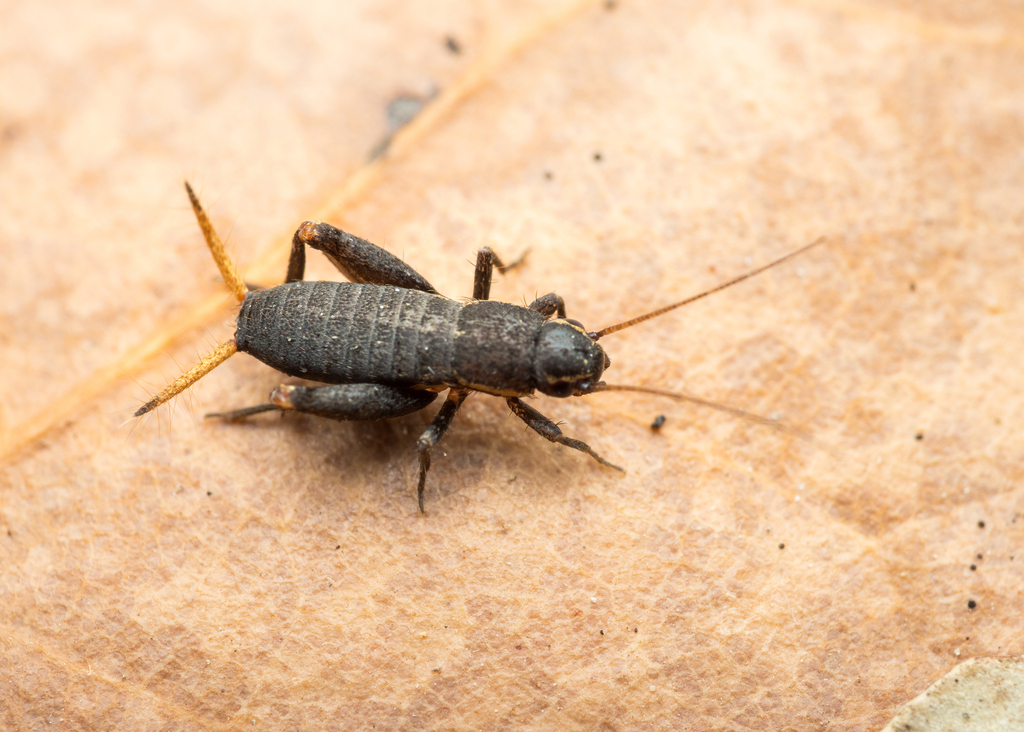Brown Scale-cricket from 34660 Cournonterral, France on September 02 ...