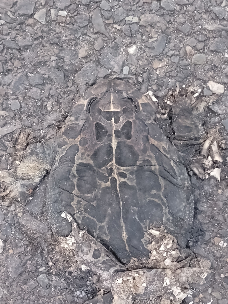 Western Leopard Toad from City of Cape Town, ZA-WC, ZA on September 5 ...