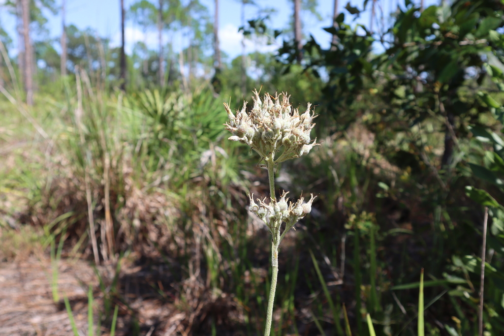 Carolina Redroot from Polk County, FL, USA on September 3, 2023 at 03: ...
