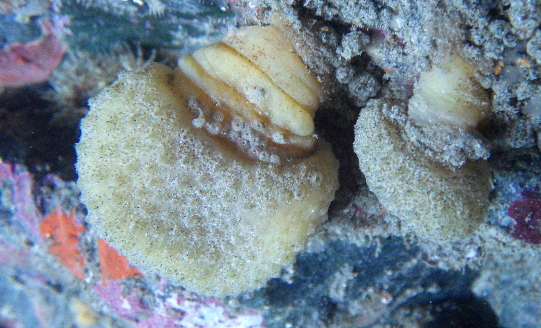 Polyclinum planum (Ritter & Forsyth, 1917)