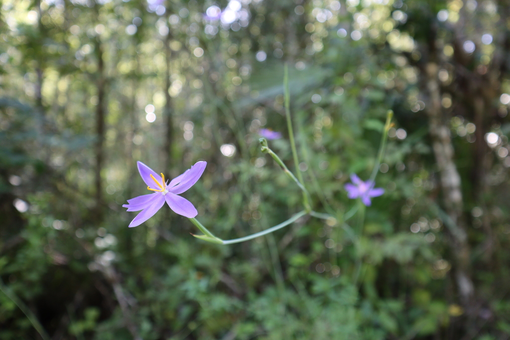 celestial lily from Polk County, FL, USA on September 3, 2023 at 05:22 ...