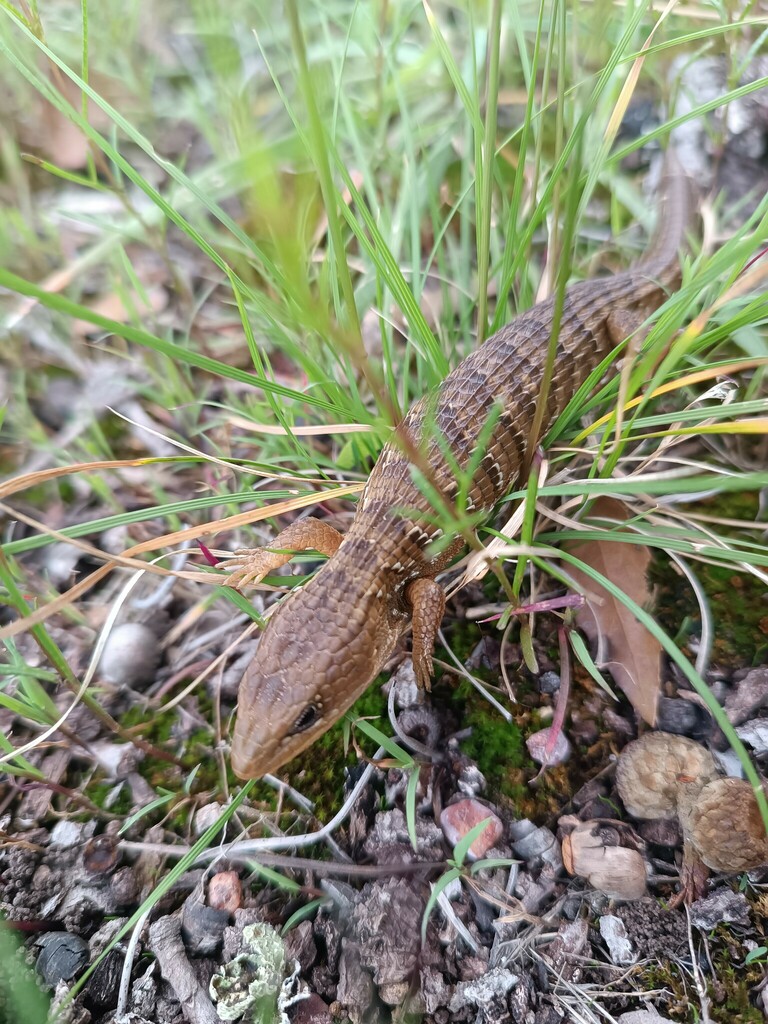 Northern Imbricate Alligator Lizard from Monte Escobedo, Zac., México ...