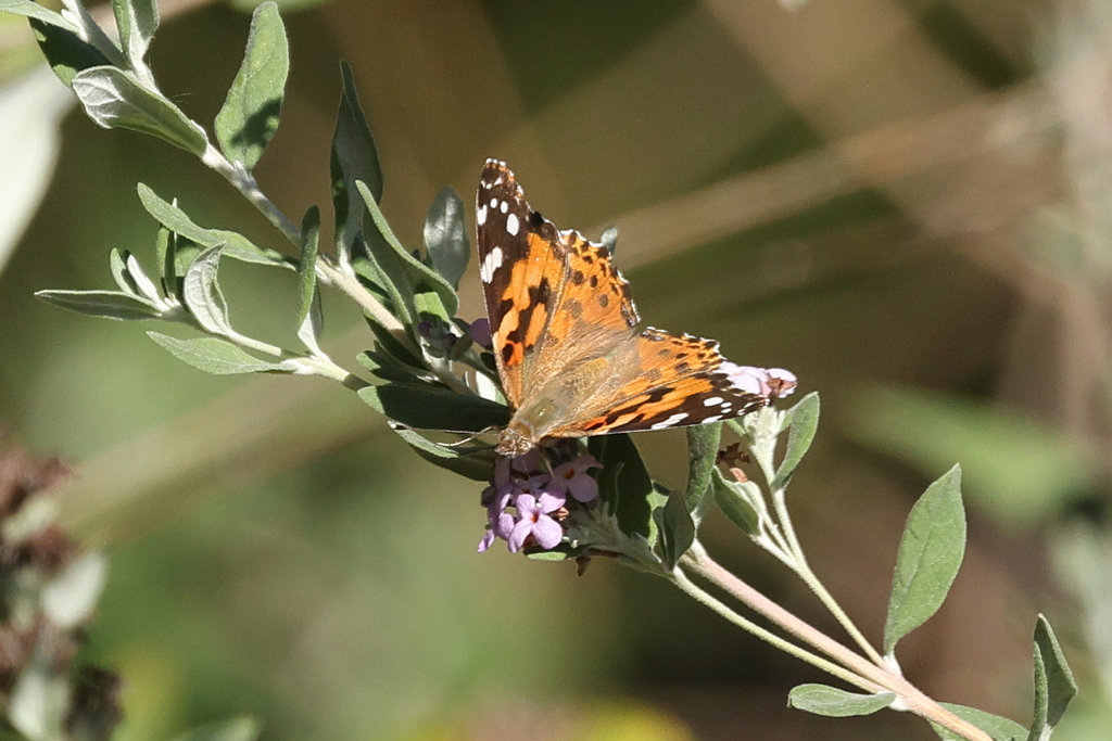 Painted Lady from 9849 Alta Mesa Rd, Wilton, CA 95693, USA on September ...