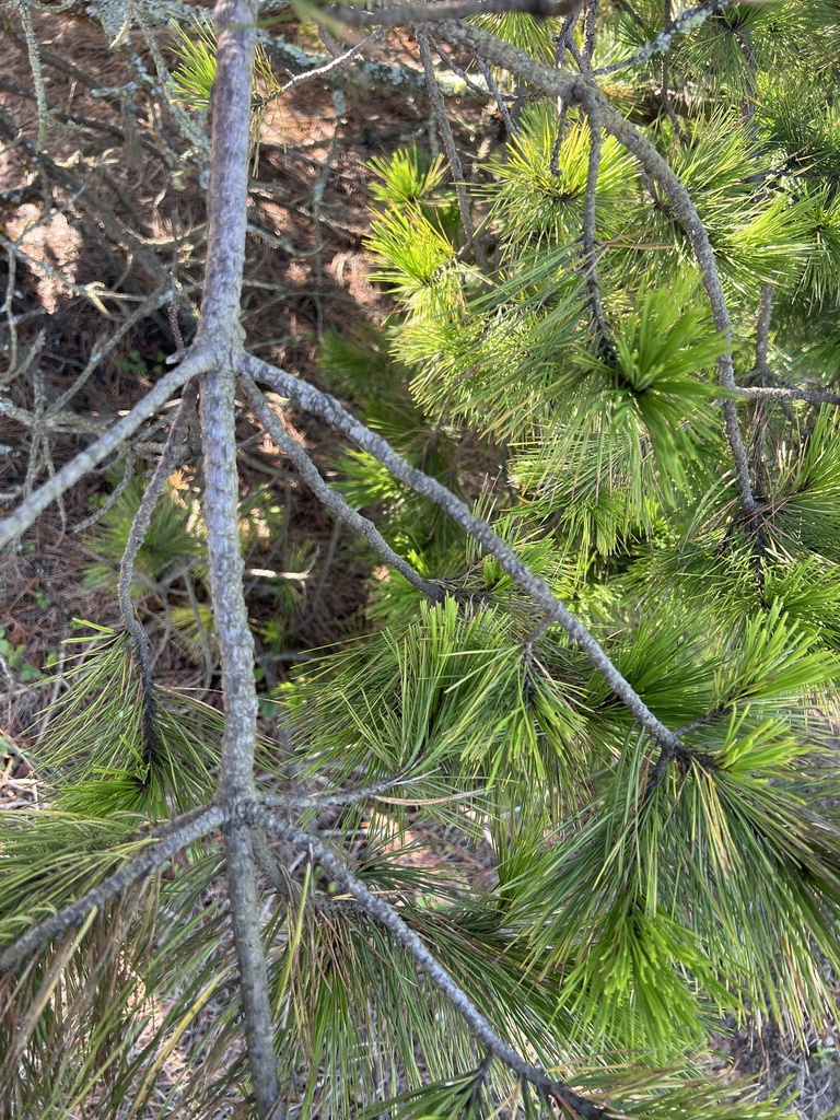 Monterey pine from Skyline College, San Bruno, CA, US on September 5 ...