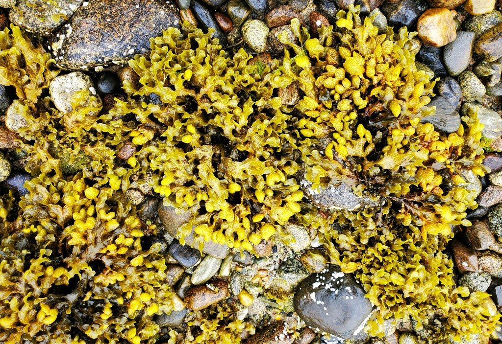 Saw Wrack from Shetland Islands, UK on August 11, 2023 at 10:30 AM by c ...