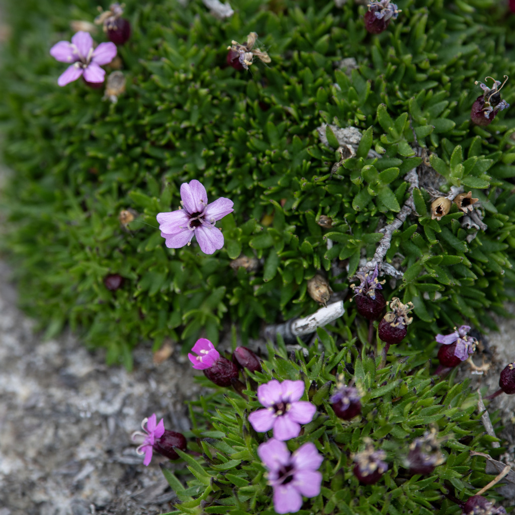 Moss Campion from Segelsällskapet Fjord on August 25, 2023 at 09:59 AM ...