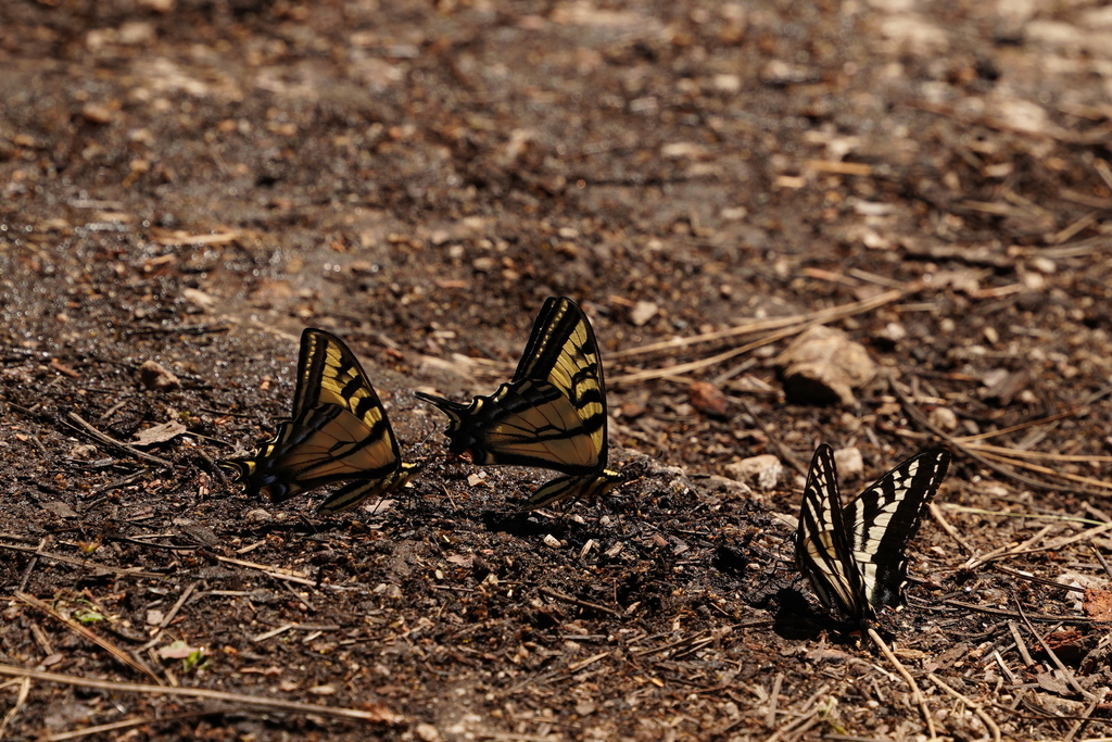 Western Tiger Swallowtail from Tulare County, CA, USA on July 27, 2023 ...