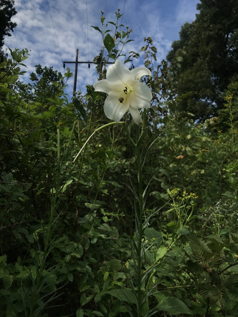 Leucolirion in September 2023 by isabel cochran · iNaturalist