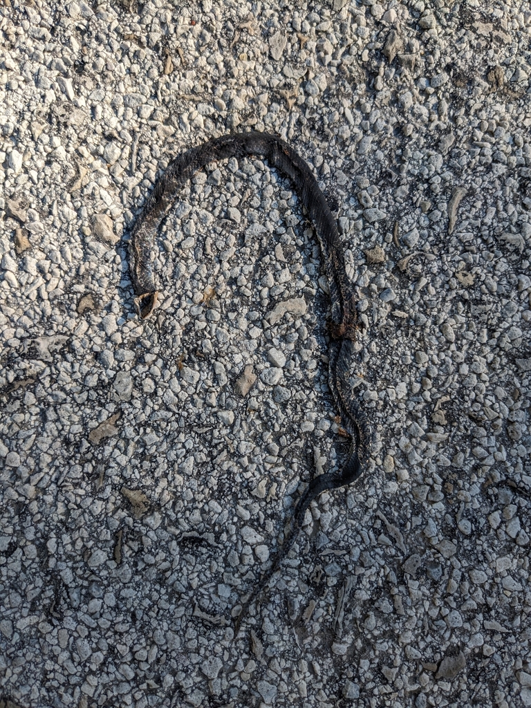 Northern Ringneck Snake from Tobermory, ON N0H 2R0, Canada on September ...