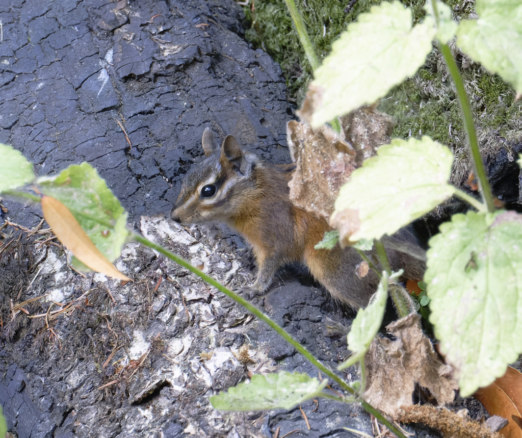 Sonoma Chipmunk from Marin County, CA, USA on September 4, 2023 at 10: ...