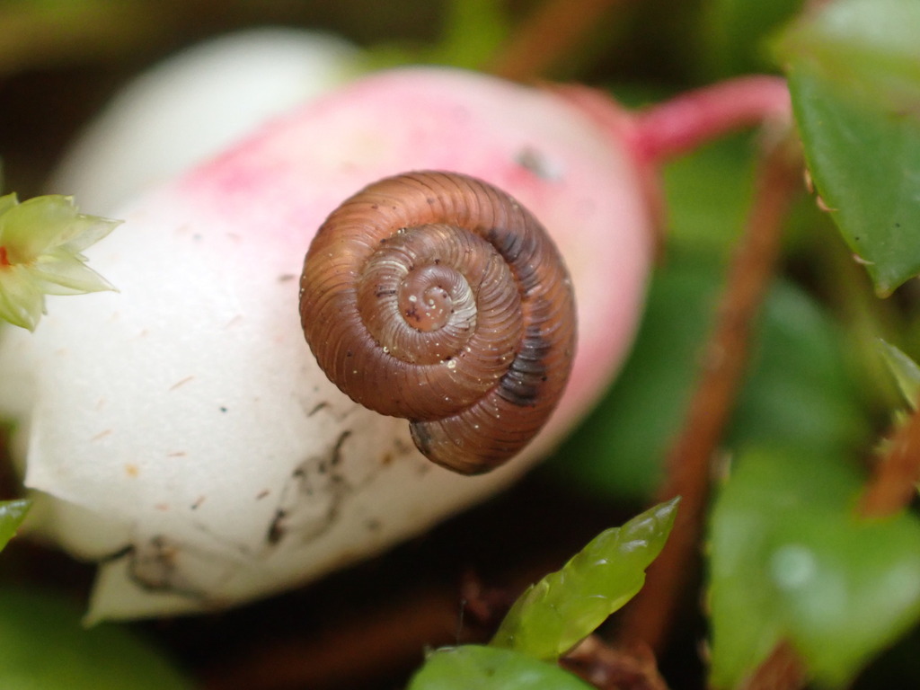 Forest Disc from Division No. 10, Newfoundland and Labrador, Canada on ...
