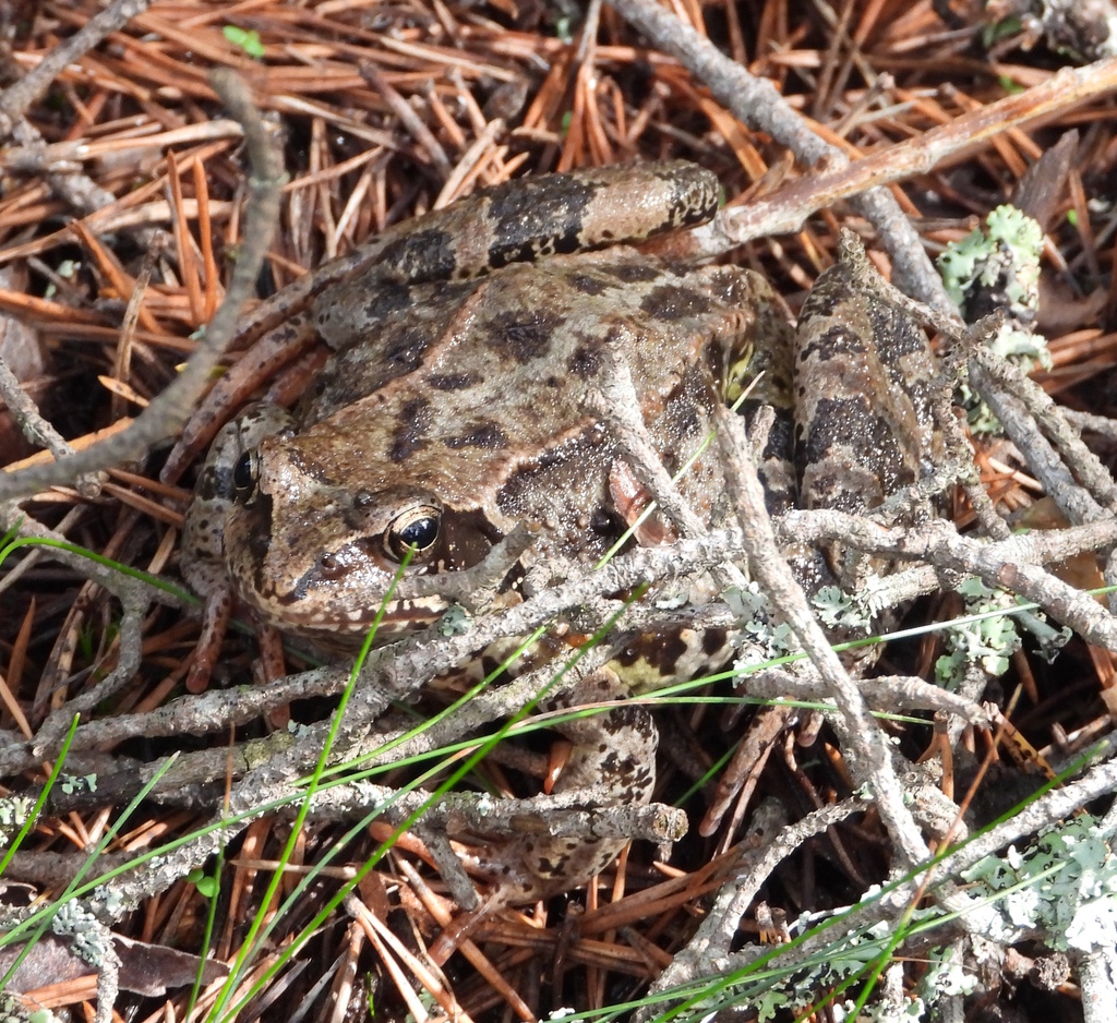 European Common Frog from Vätti, Turku, Suomi on September 3, 2023 at ...