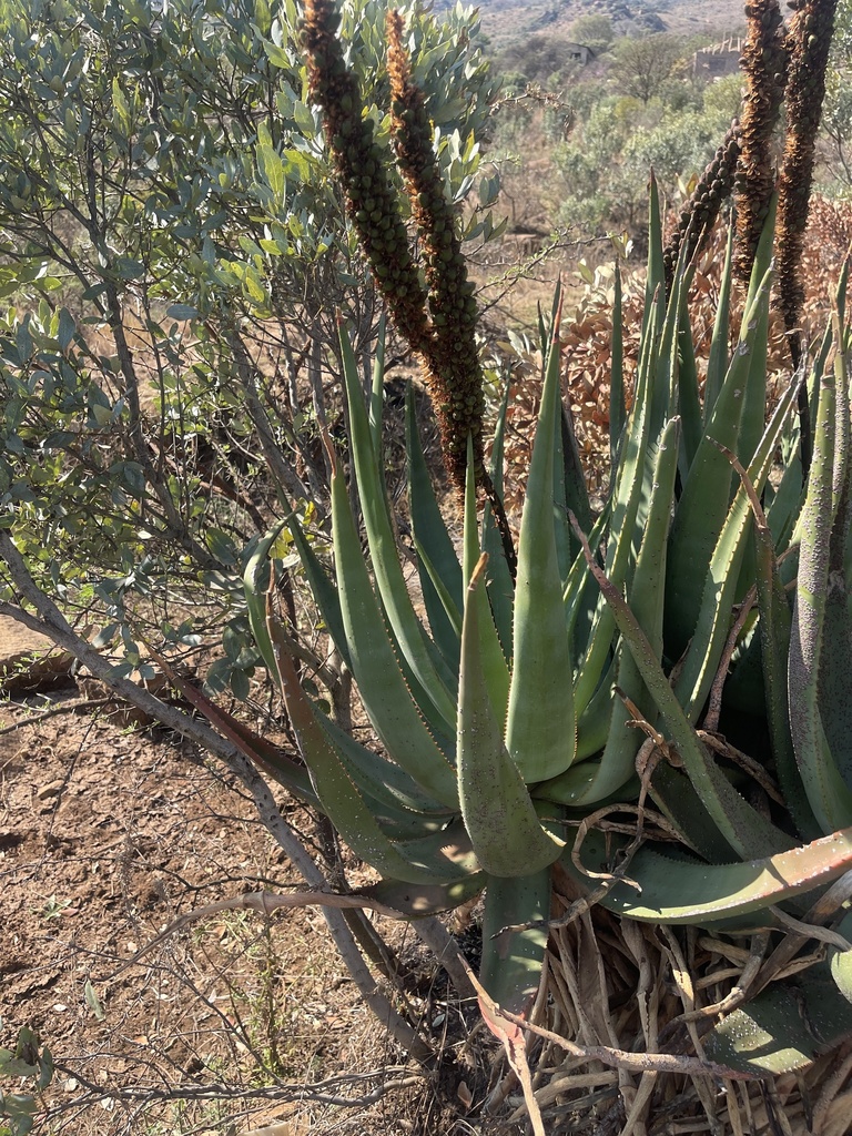 Aloe barbara-jeppeae from D4230, Ngwaritsi, LP, ZA on September 5, 2023 ...