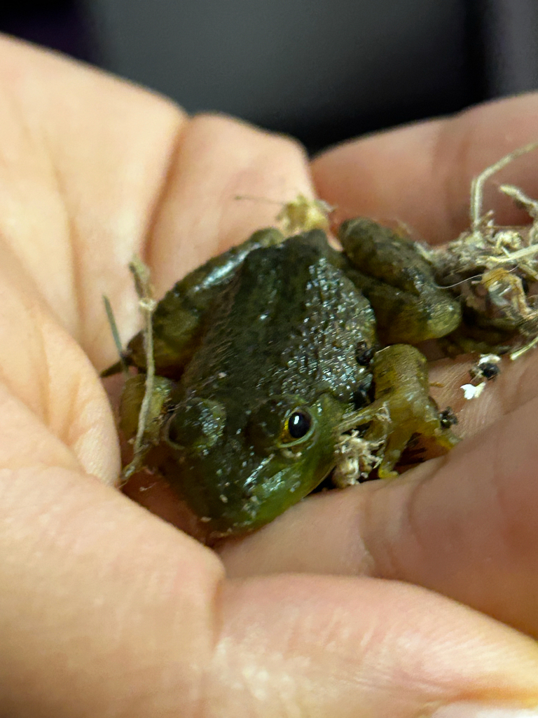 American Bullfrog from Davidson on August 30, 2023 at 10:28 PM by ahtziri_g · iNaturalist
