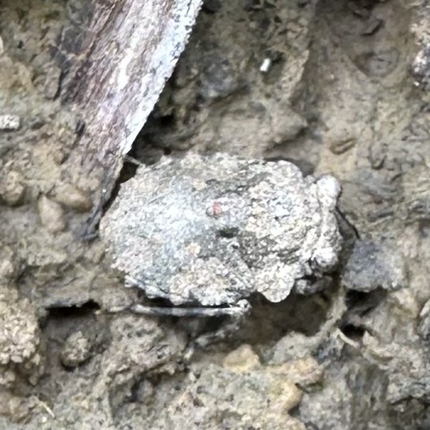 Big-eyed Toad Bug in September 2023 by the-crow-nest · iNaturalist
