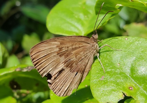 Aricoris constantius · iNaturalist