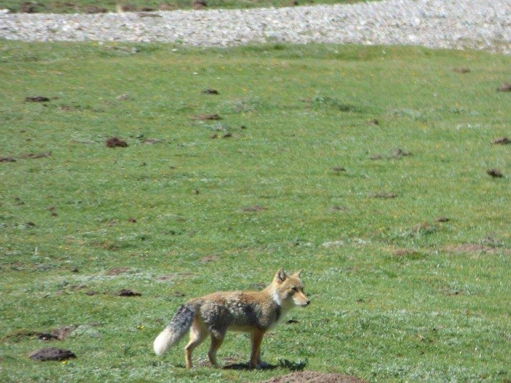 Tibetan Fox from Yushu, China, 815002 on July 27, 2017 by Philip ...