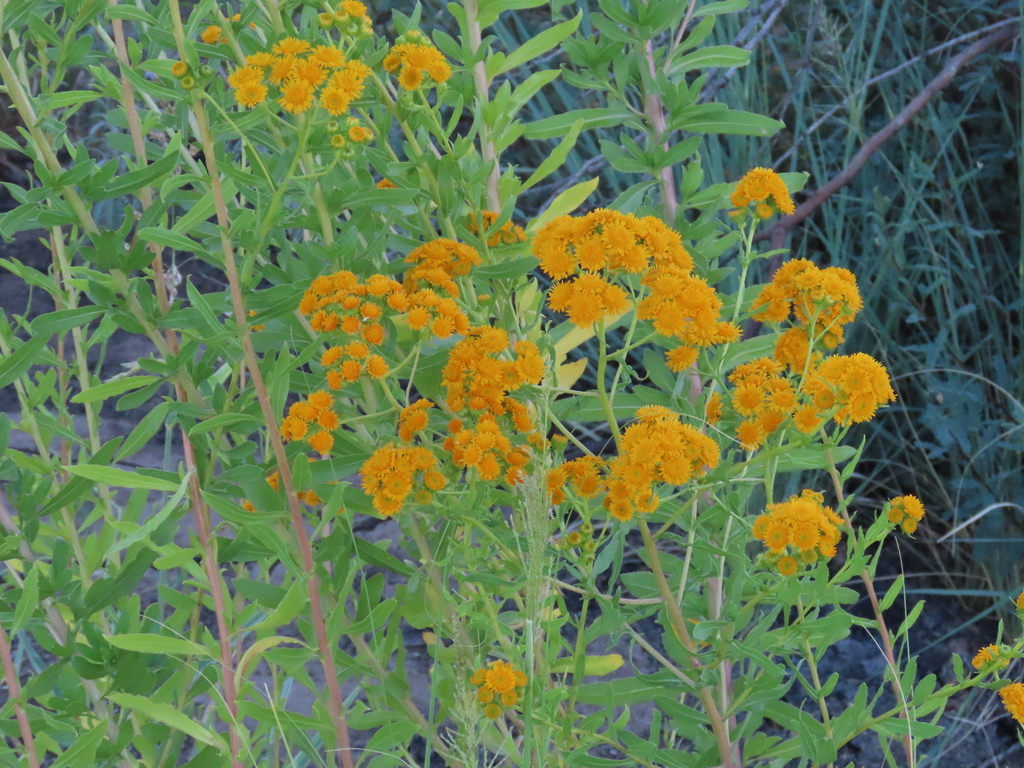 San Pedro Matchweed from Cochise County, AZ, USA on September 5, 2023 ...