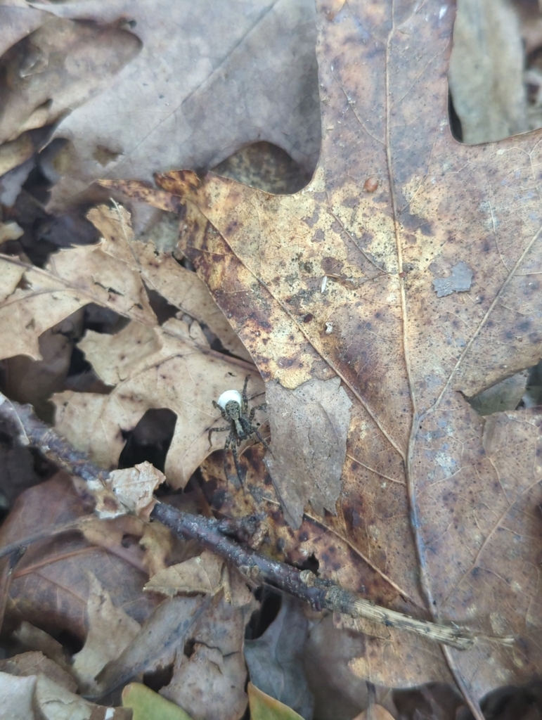 Sword Wolf Spiders from Chatham, NJ 07928, USA on September 5, 2023 at ...