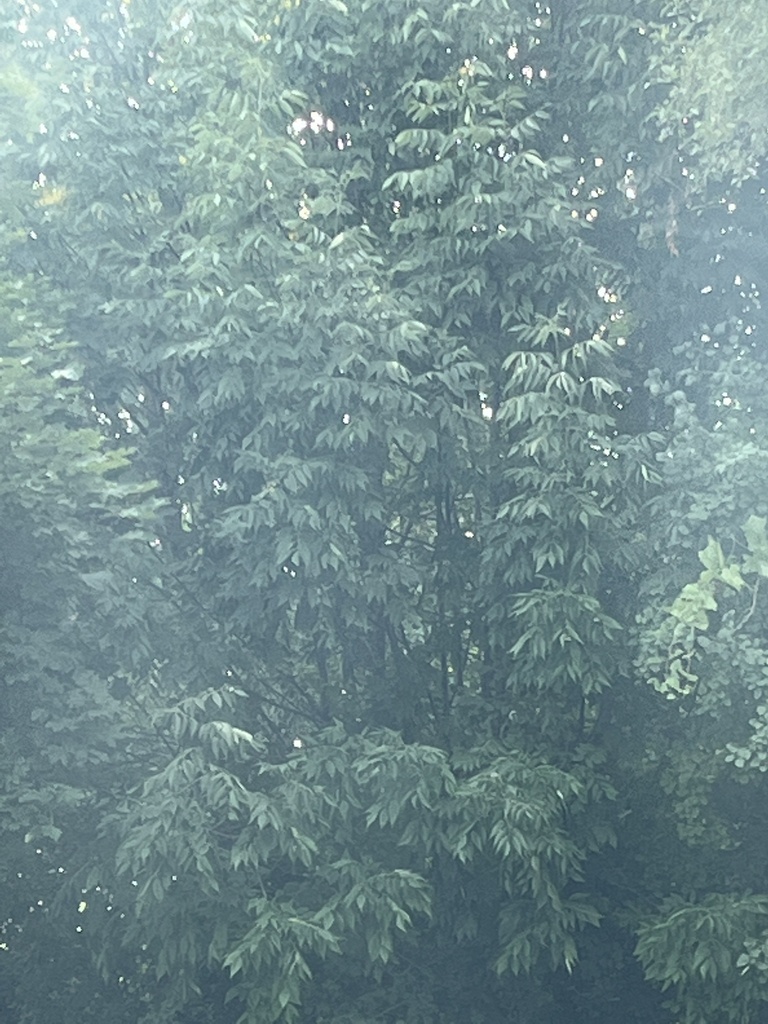 American chestnut from E Eisenhower Pkwy, Ann Arbor, MI, US on ...