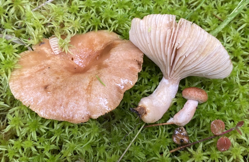Lactarius torminosus nordmanensis from Boise National Forest, Cascade ...